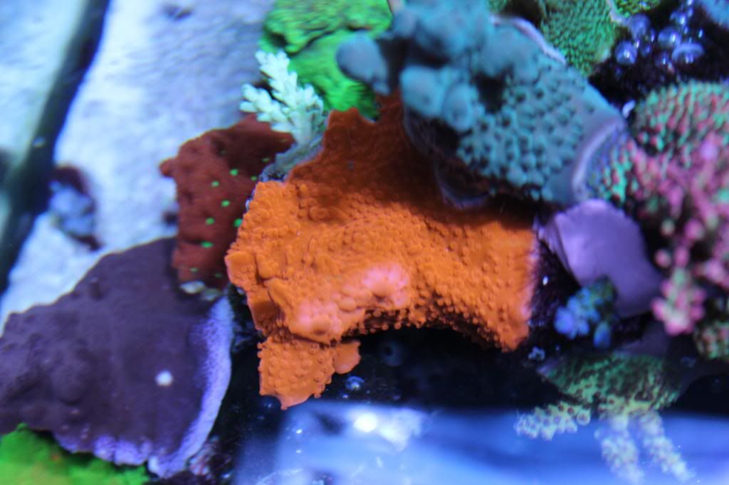 Setosa thread | Reef2Reef