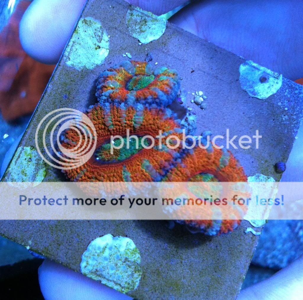 Rainbow acans | REEF2REEF Saltwater and Reef Aquarium Forum