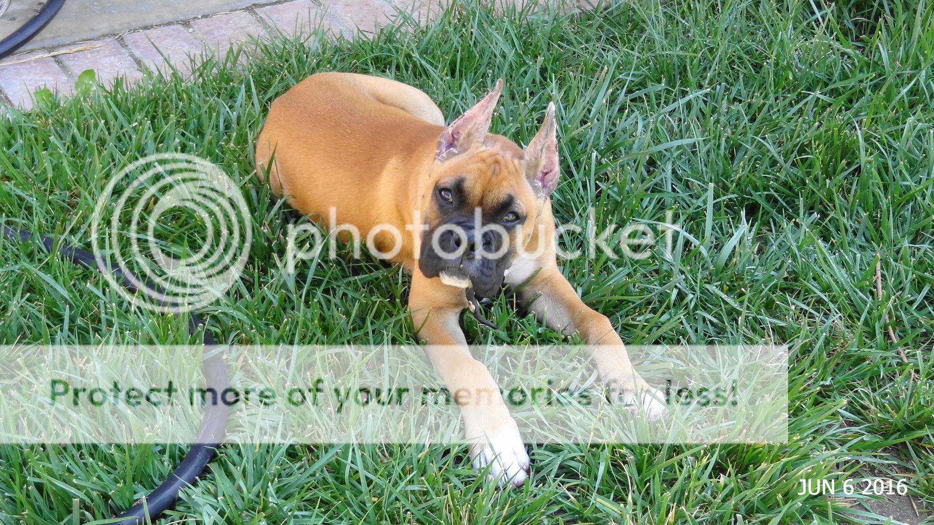 Ear cropping | Boxer Breed Dog Forums
