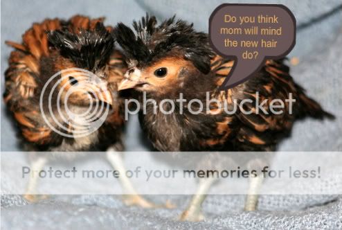 What teen chicks talk about... | BackYard Chickens - Learn How to Raise ...