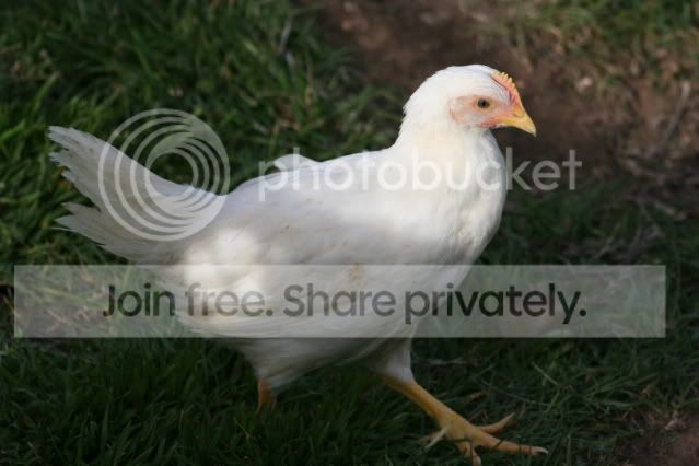 What's the difference between white rock and white leghorn? | BackYard ...