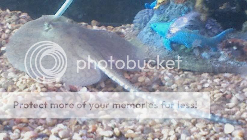 hystrix stingray - Shark & Ray Central