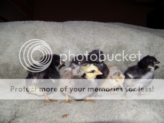 Mutt Chickens | BackYard Chickens - Learn How to Raise Chickens