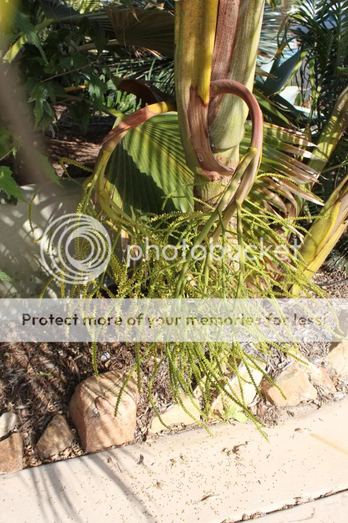 Dypsis heteromorpha in flower - DISCUSSING PALM TREES WORLDWIDE - PalmTalk