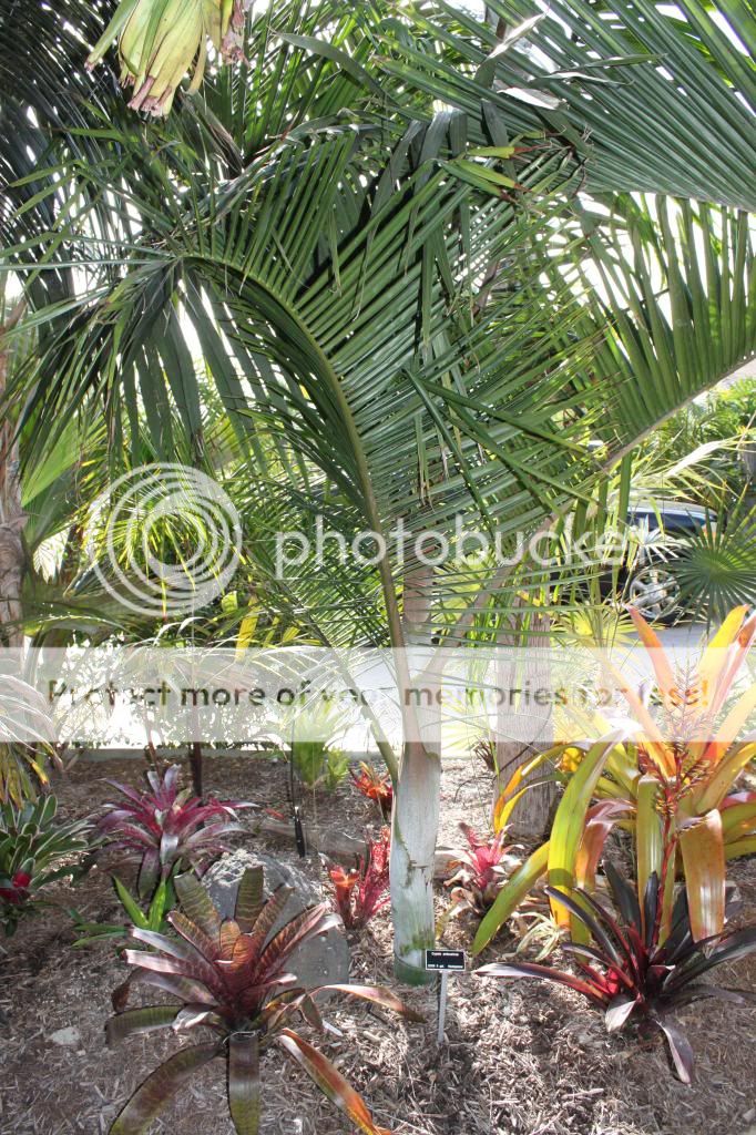 Dypsis heteromorpha in flower - DISCUSSING PALM TREES WORLDWIDE - PalmTalk