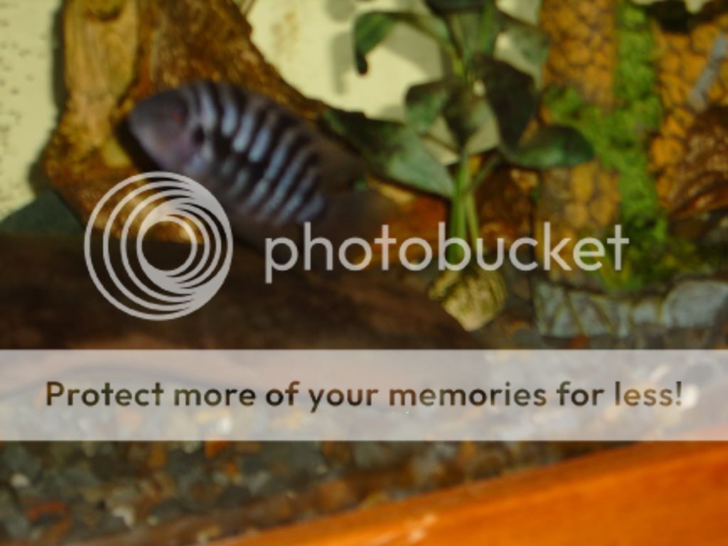 con an veja pics | Cichlid Fish Forum