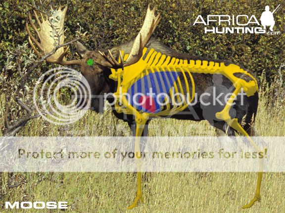 Shot Placement on Moose