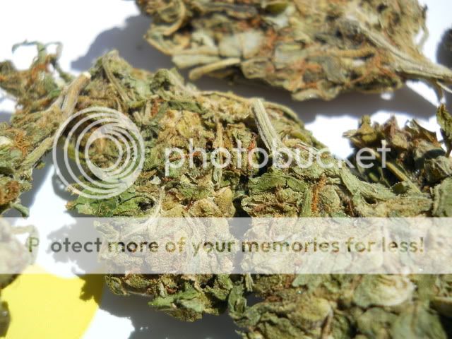 Schwag/Reggie Appreciation | Page 7 | Grasscity Forums - The #1 ...