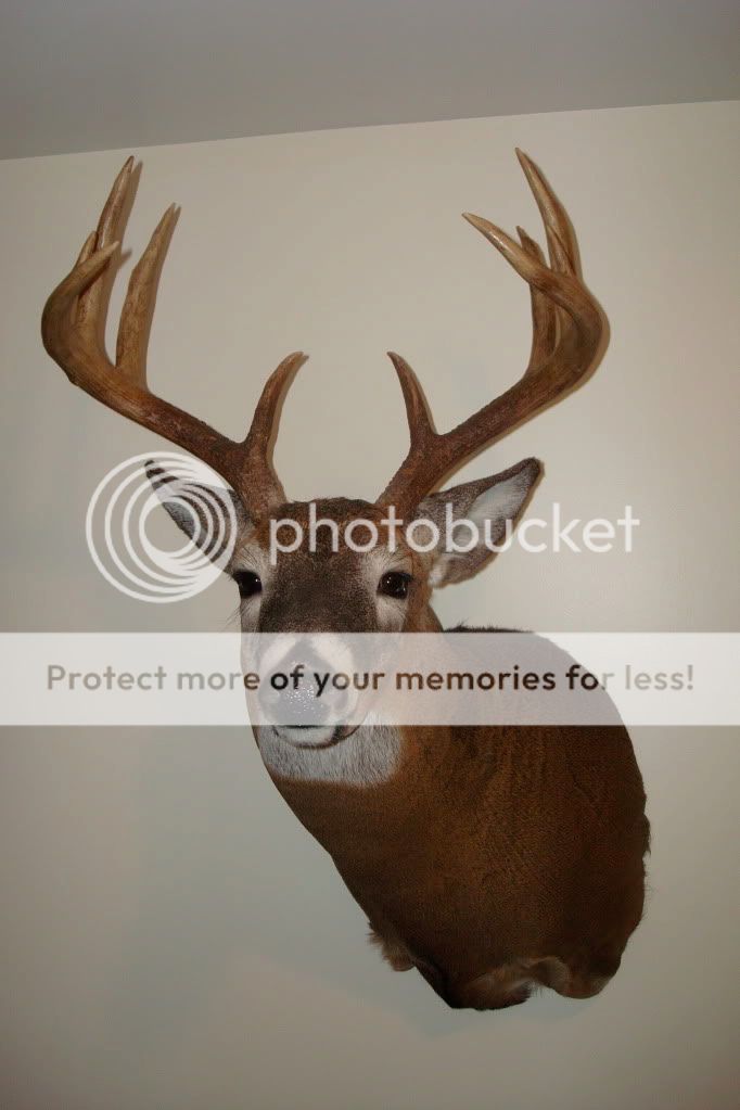 pictures of 125" deer | Archery Talk Forum