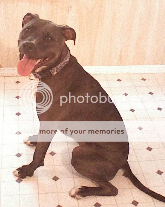 chopper and butch | Bulldog Breeds Forums